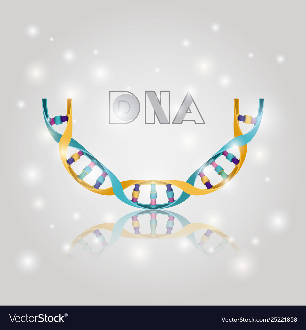 Dna molecule half circle structure pattern Vector Image