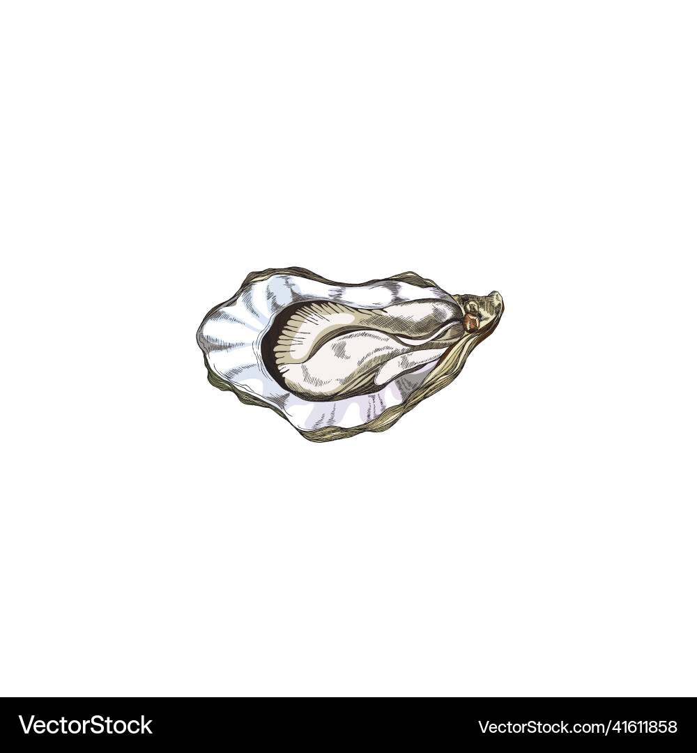 Oyster shellfish in hand drawn sketch style Vector Image