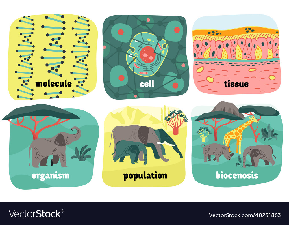 Biological hierarchy animals composition Vector Image Biological hierarchy animals composition Vector Image