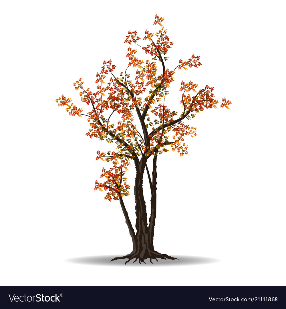 Red autumn tree Royalty Free Vector Image - VectorStock