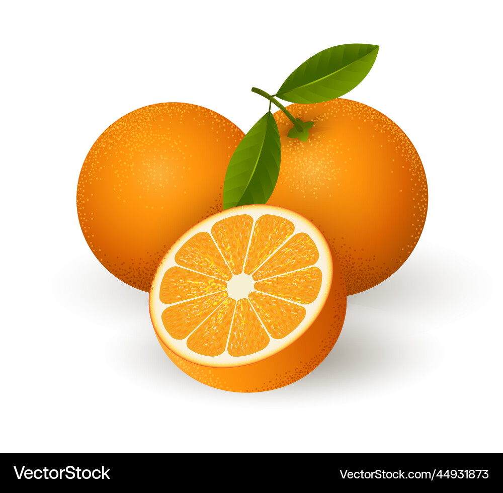 Realistic orange fruits Royalty Free Vector Image