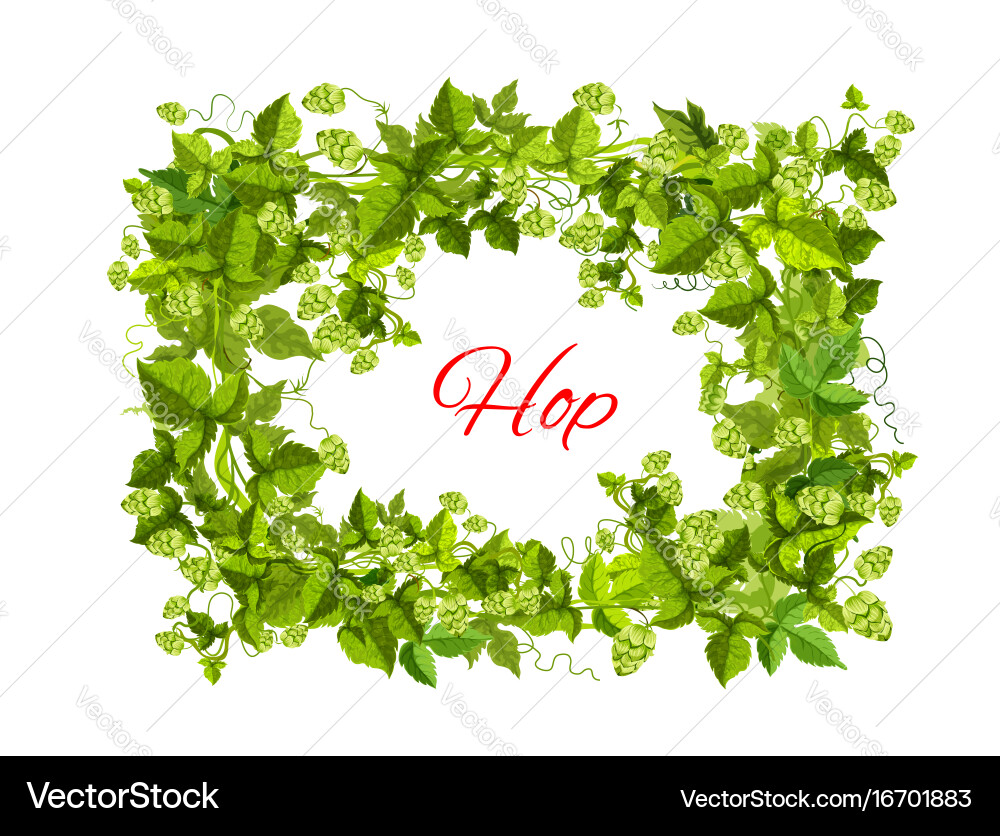 Hops frame of leaf and cone for brewery design Vector Image