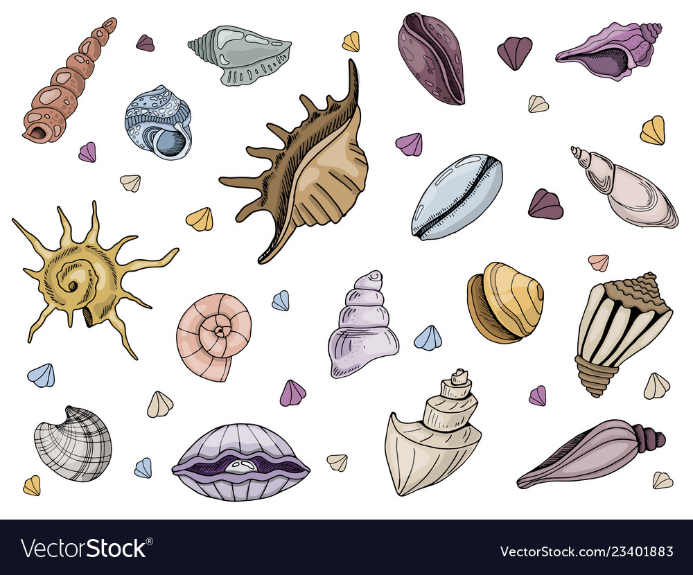 Seashells set Royalty Free Vector Image - VectorStock