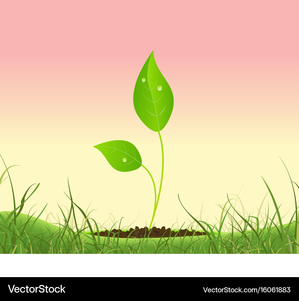 Spring plant growing in a garden Royalty Free Vector Image