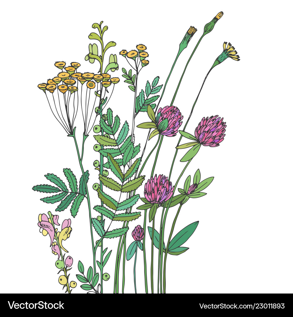 Sketch wildflowers on a white background Vector Image