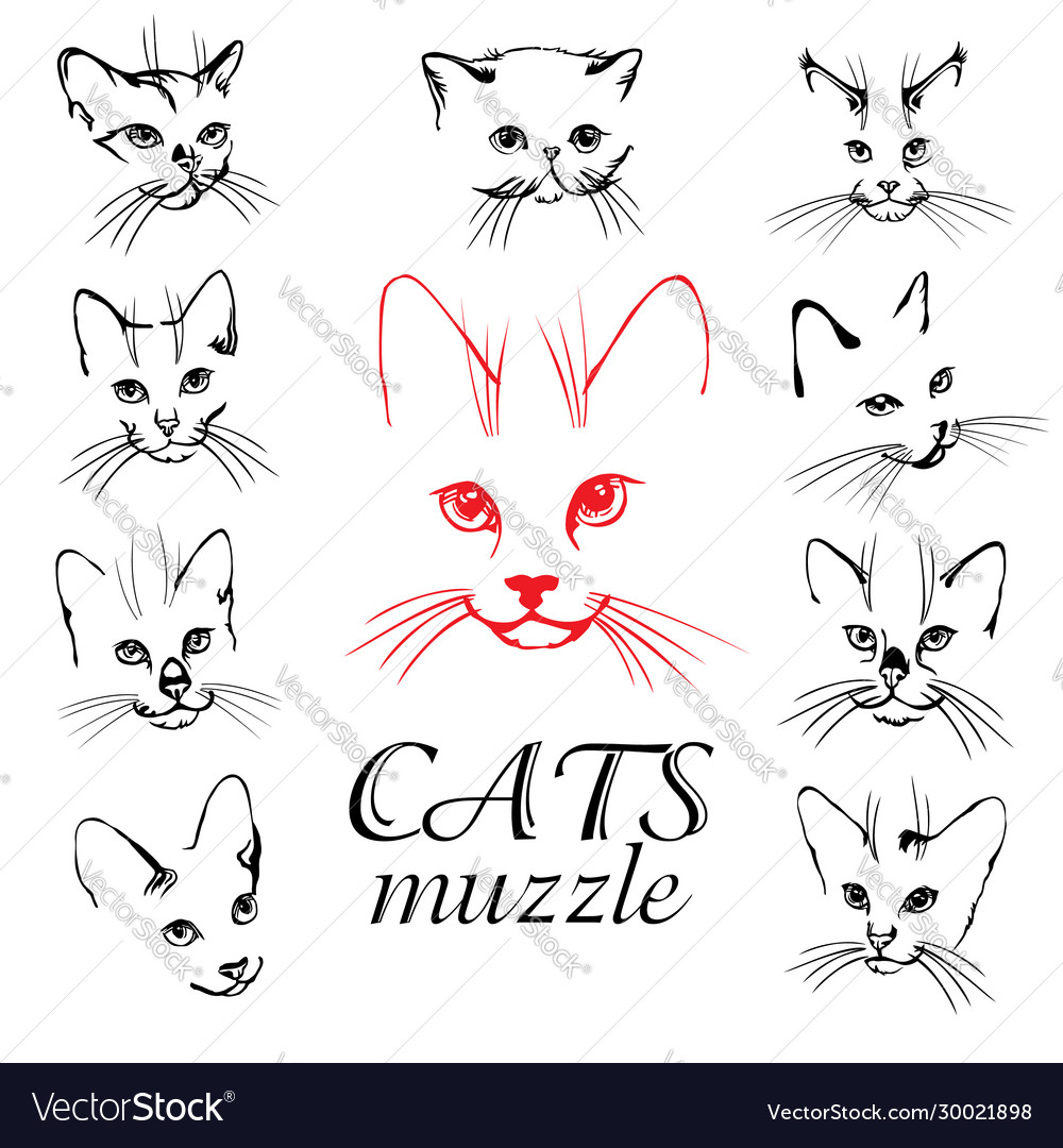 Cats muzzle set Royalty Free Vector Image - VectorStock