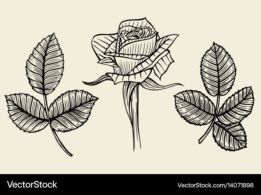 Flower set of rose Royalty Free Vector Image - VectorStock