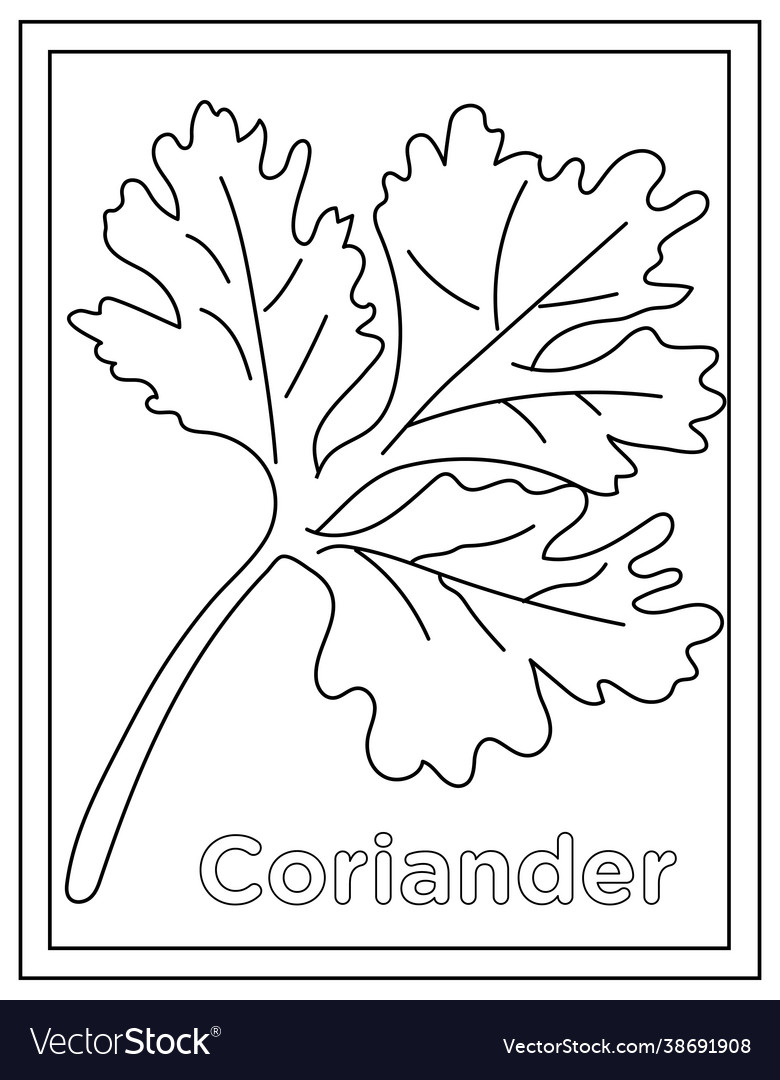Coriander Royalty Free Vector Image - VectorStock
