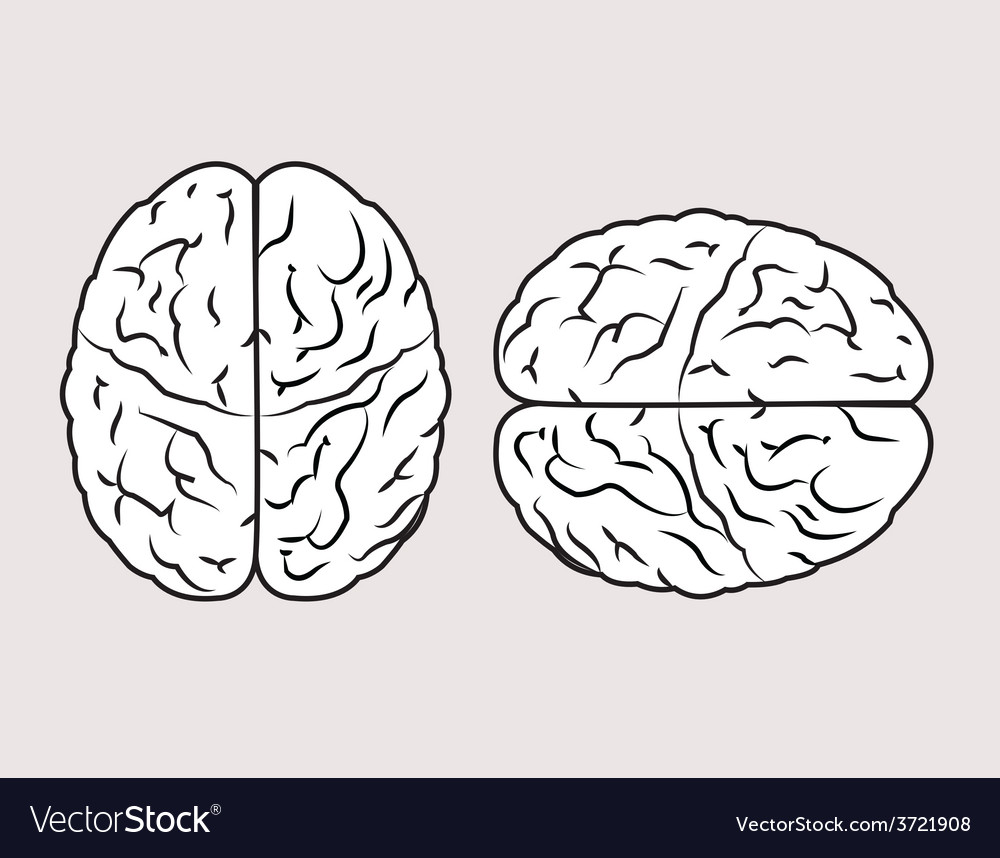 Human brain Royalty Free Vector Image - VectorStock