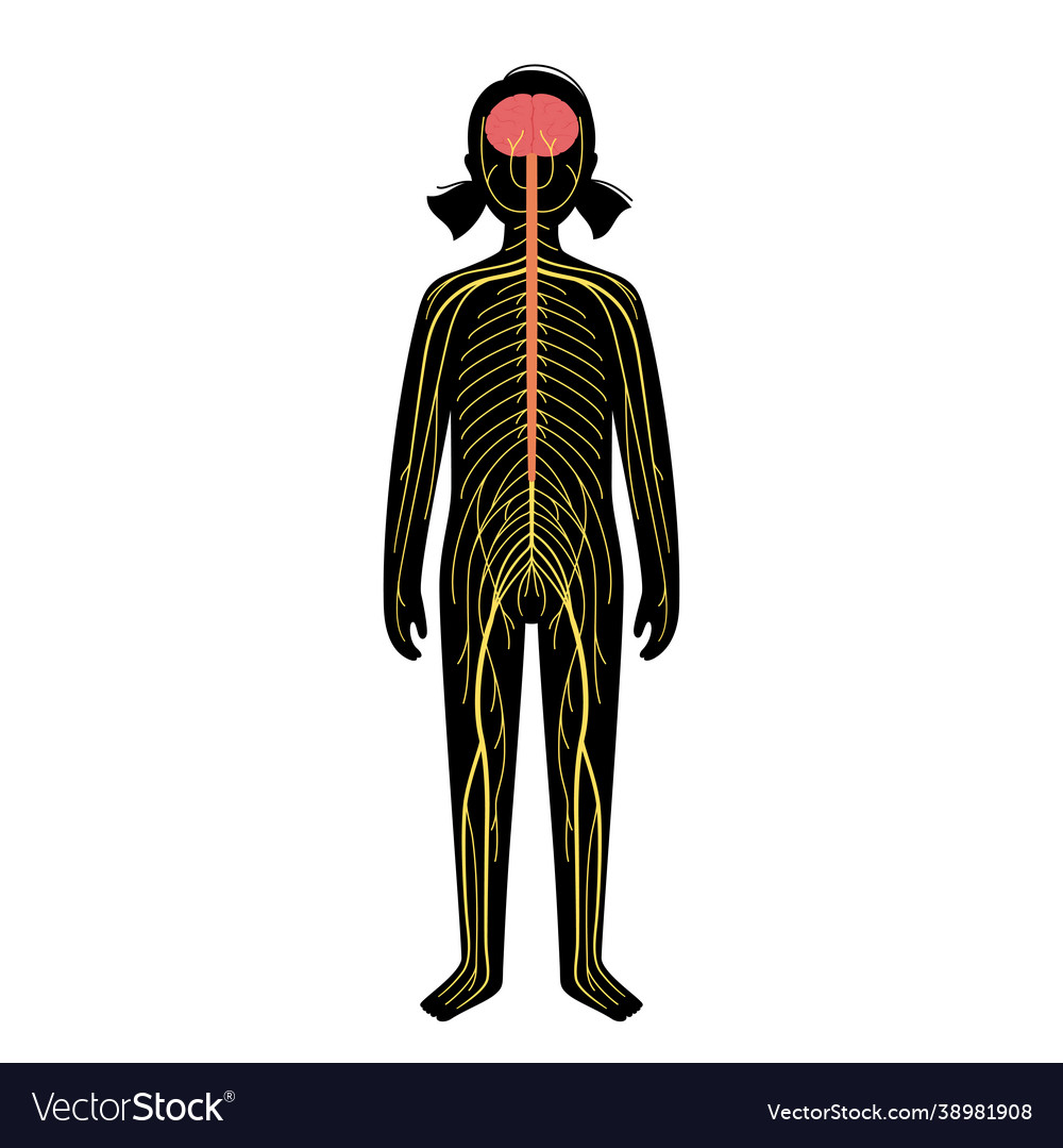 Human nervous system Royalty Free Vector Image
