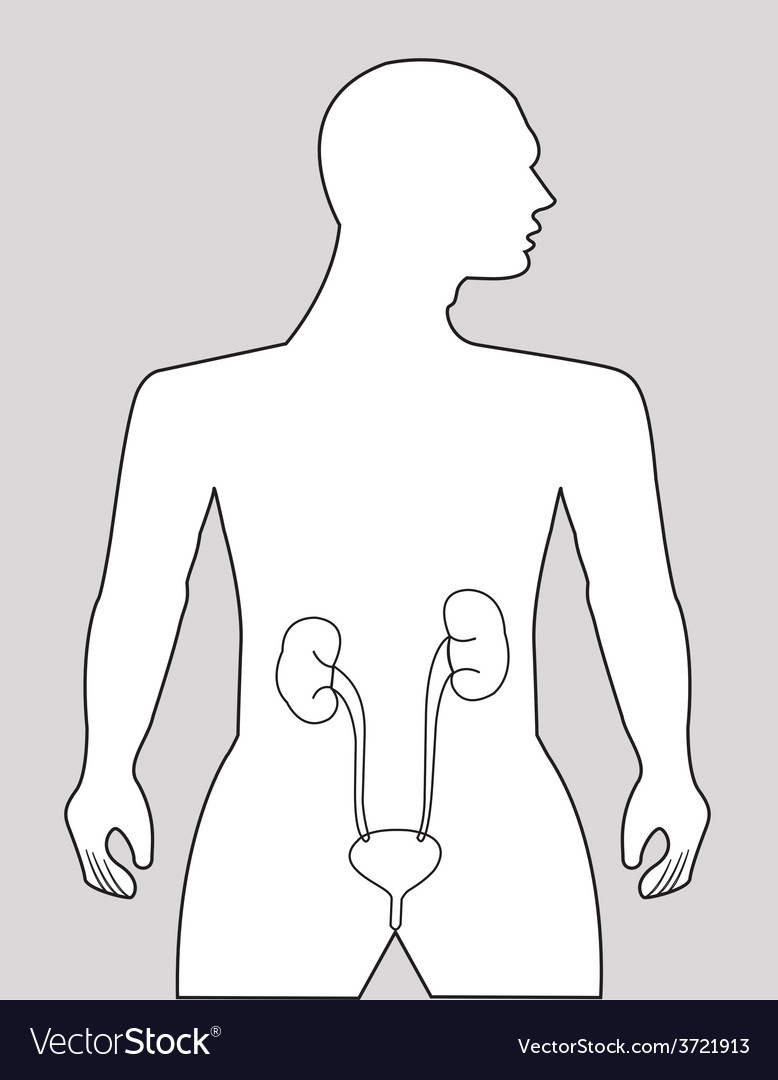 Human kidney Royalty Free Vector Image - VectorStock