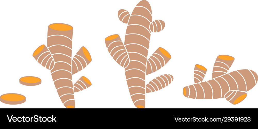 Curcuma Royalty Free Vector Image - VectorStock