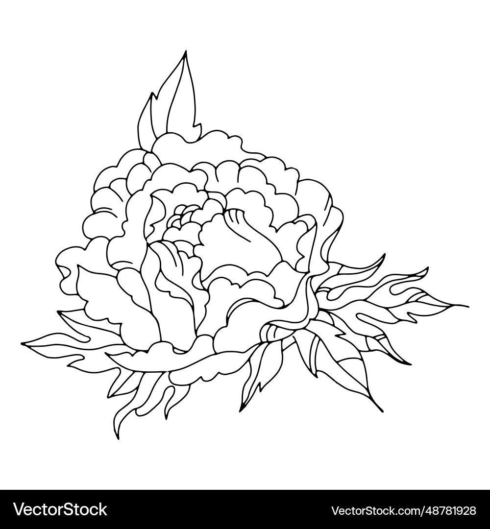 Detailed flower line art Royalty Free Vector Image