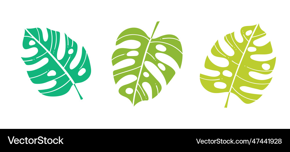 Monstera tropical leaves collection Royalty Free Vector