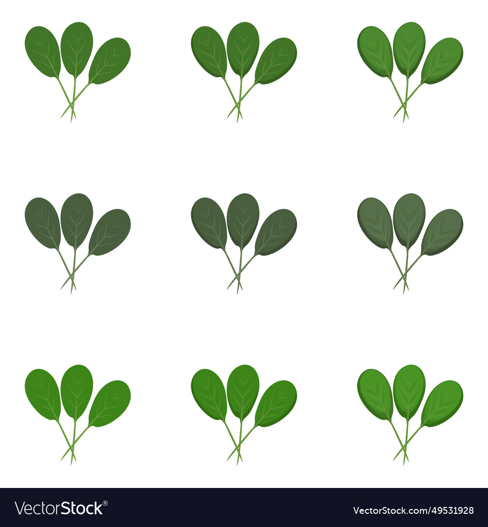 Spinach Royalty Free Vector Image - VectorStock