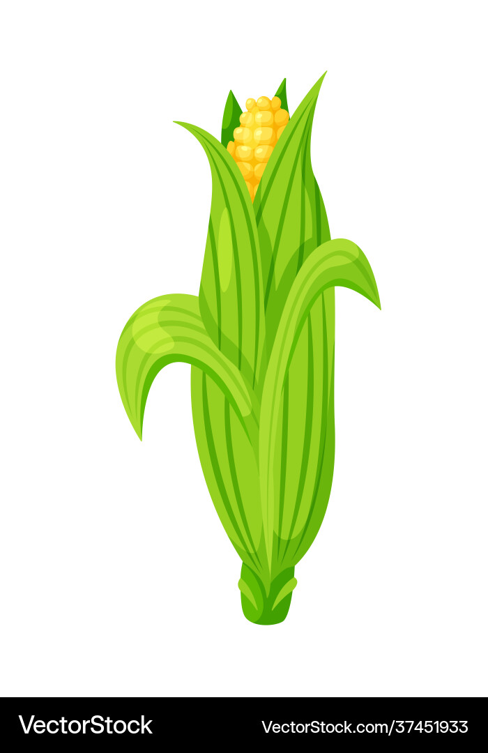 Cartoon corn cob in husk isolated on white Vector Image
