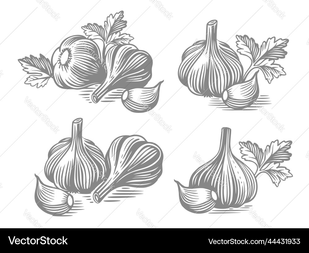 Garlic hand drawn drawings engrave sketch Vector Image