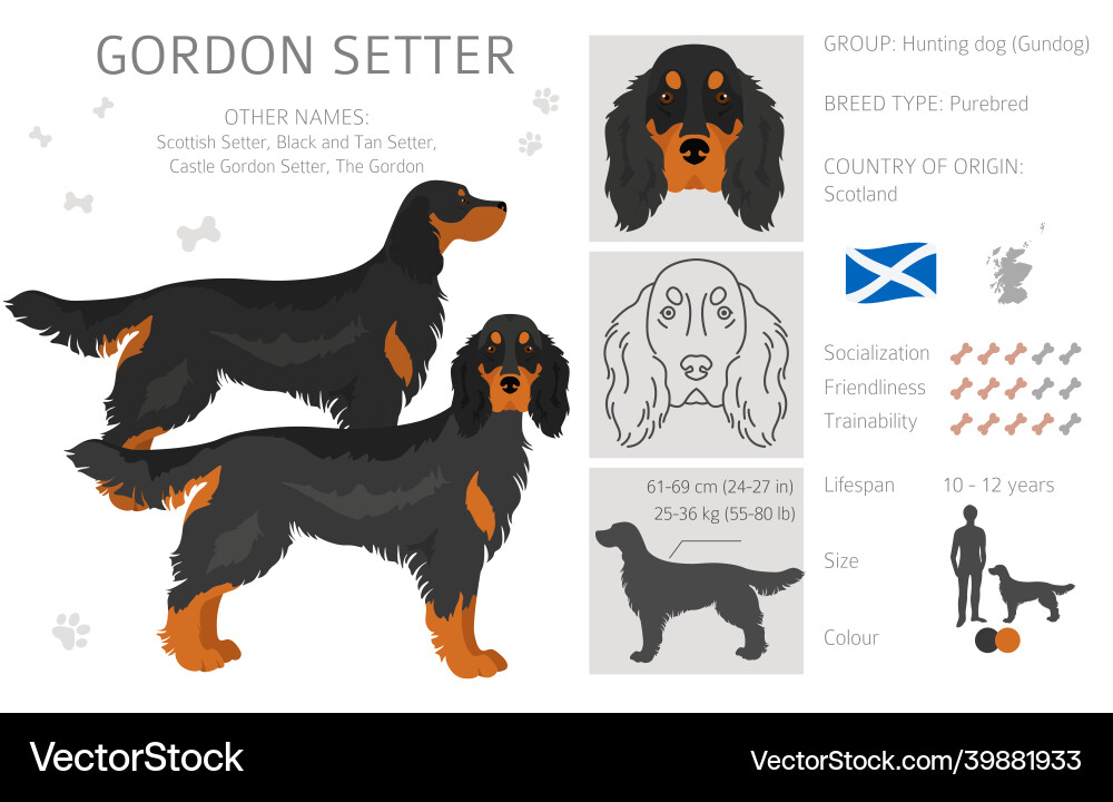 Gordon setter clipart different poses coat colors Vector Image