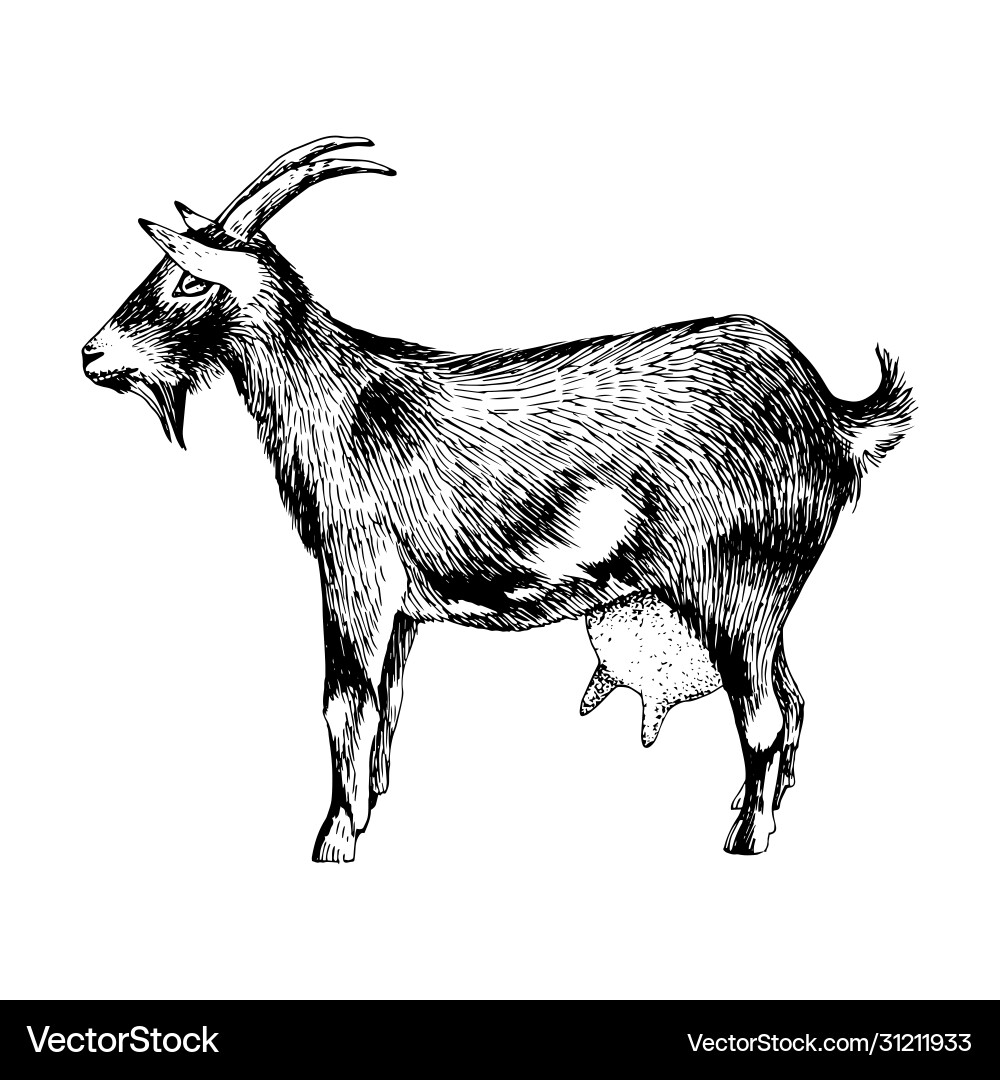 Hand drawn goat farm animal Royalty Free Vector Image