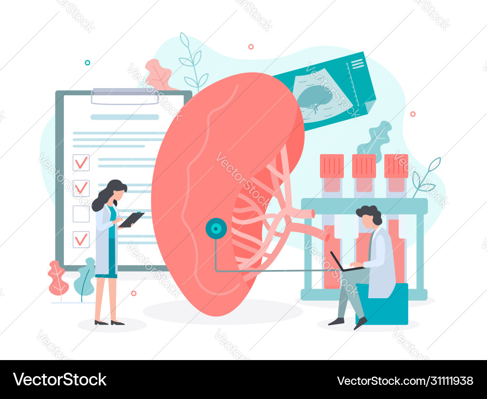 Spleen health concept Royalty Free Vector Image