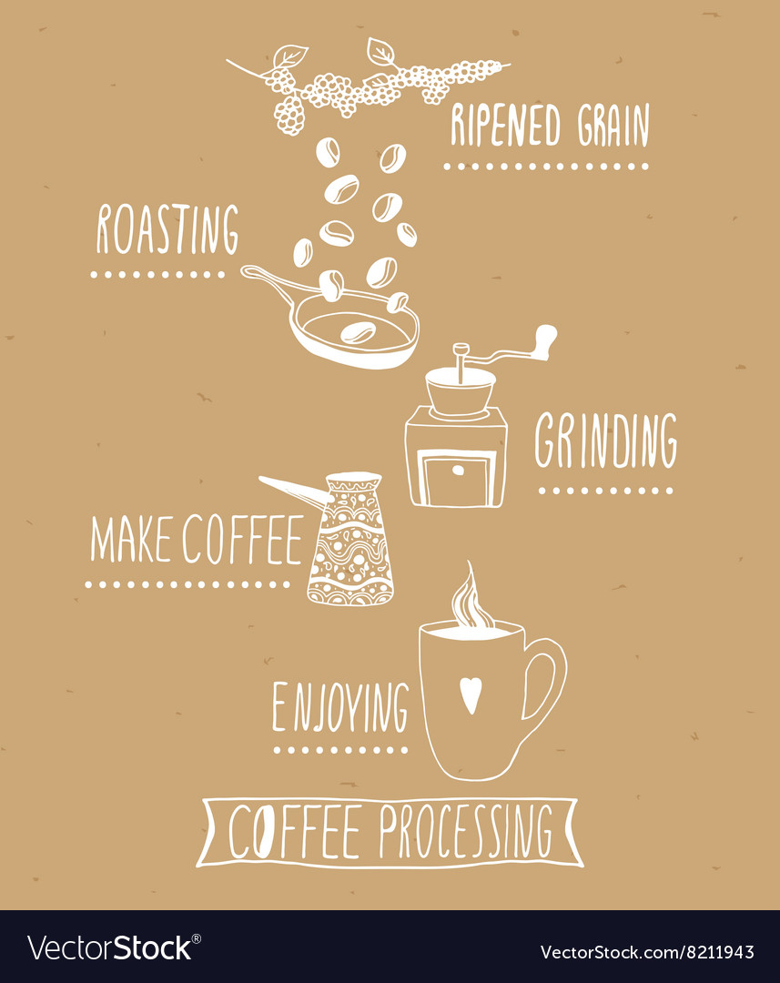 Coffee processing Royalty Free Vector Image - VectorStock