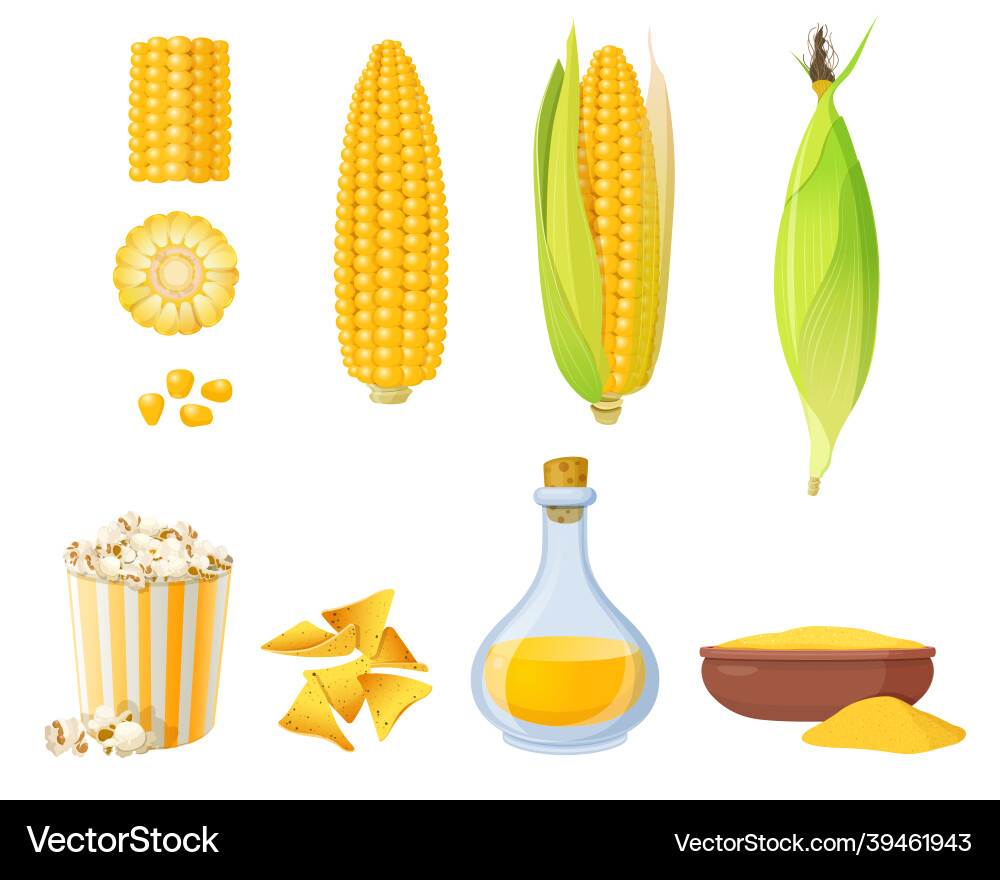 Set of corn cobs and maize products Royalty Free Vector