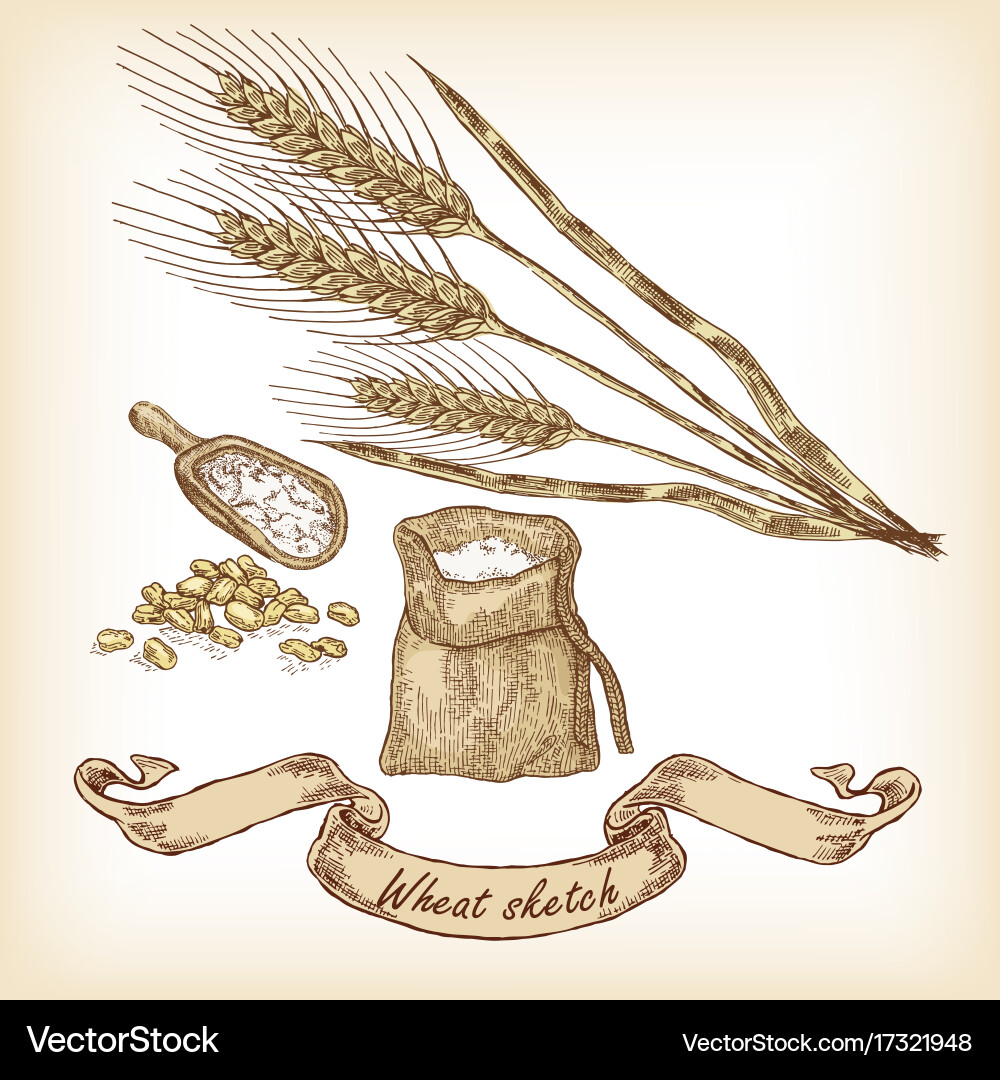 Hand drawn of wheat and grain Royalty Free Vector Image