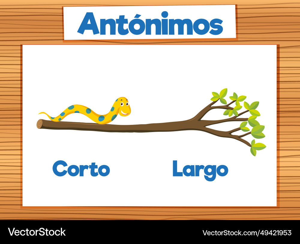 Spanish language education short and long picture Vector Image