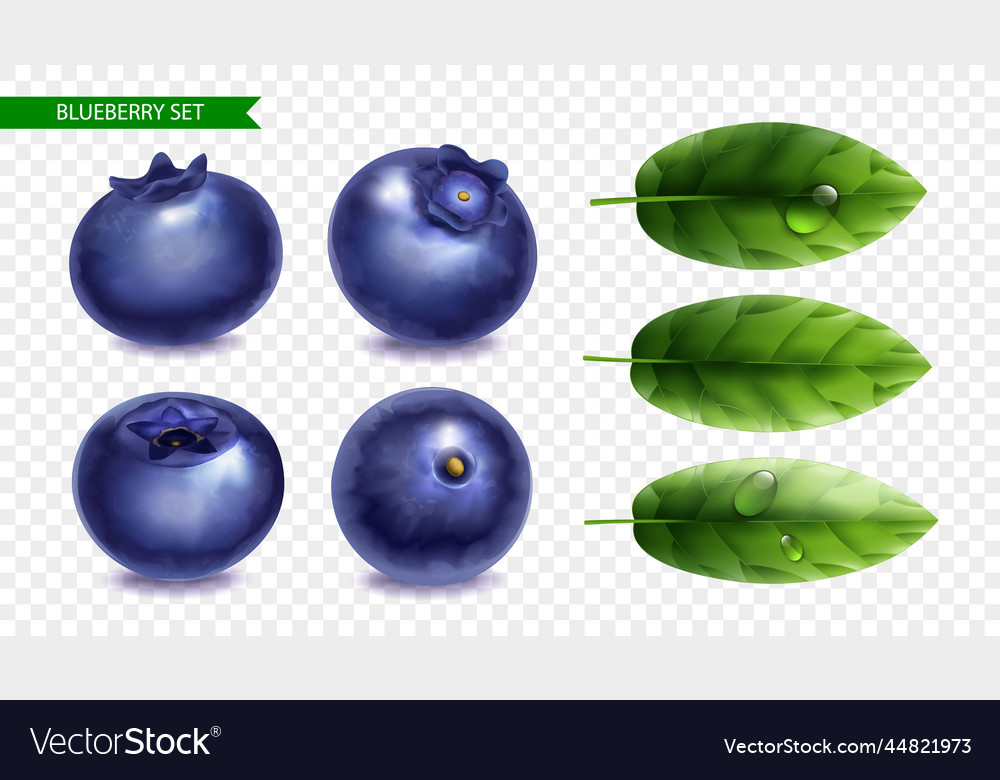 Blueberry realistic set Royalty Free Vector Image