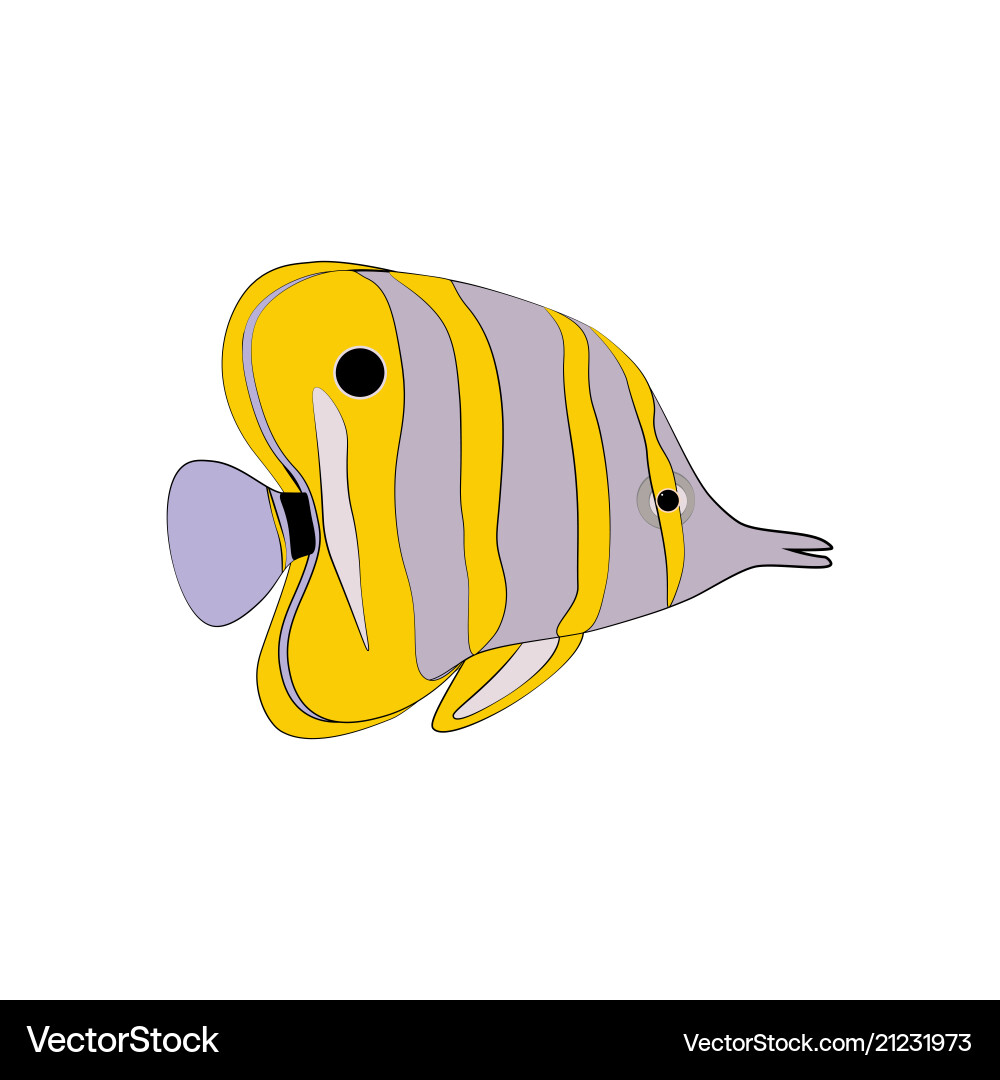 Chelmon rostratus copperbanded butterflyfish Vector Image