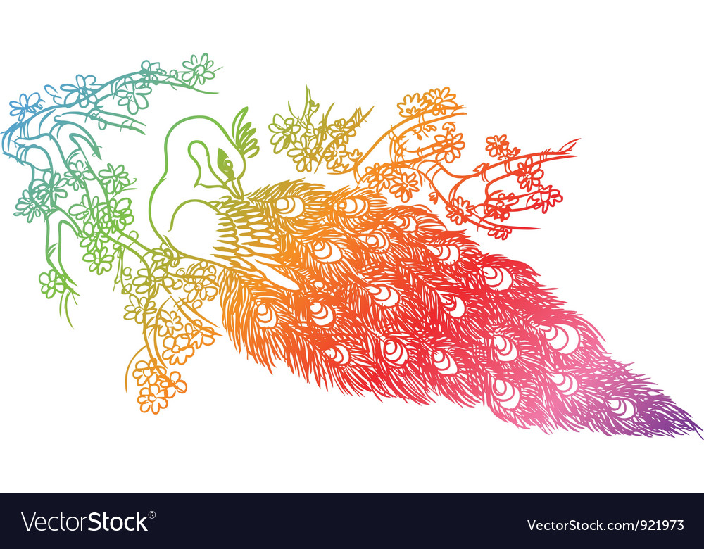 Peacock Royalty Free Vector Image - VectorStock