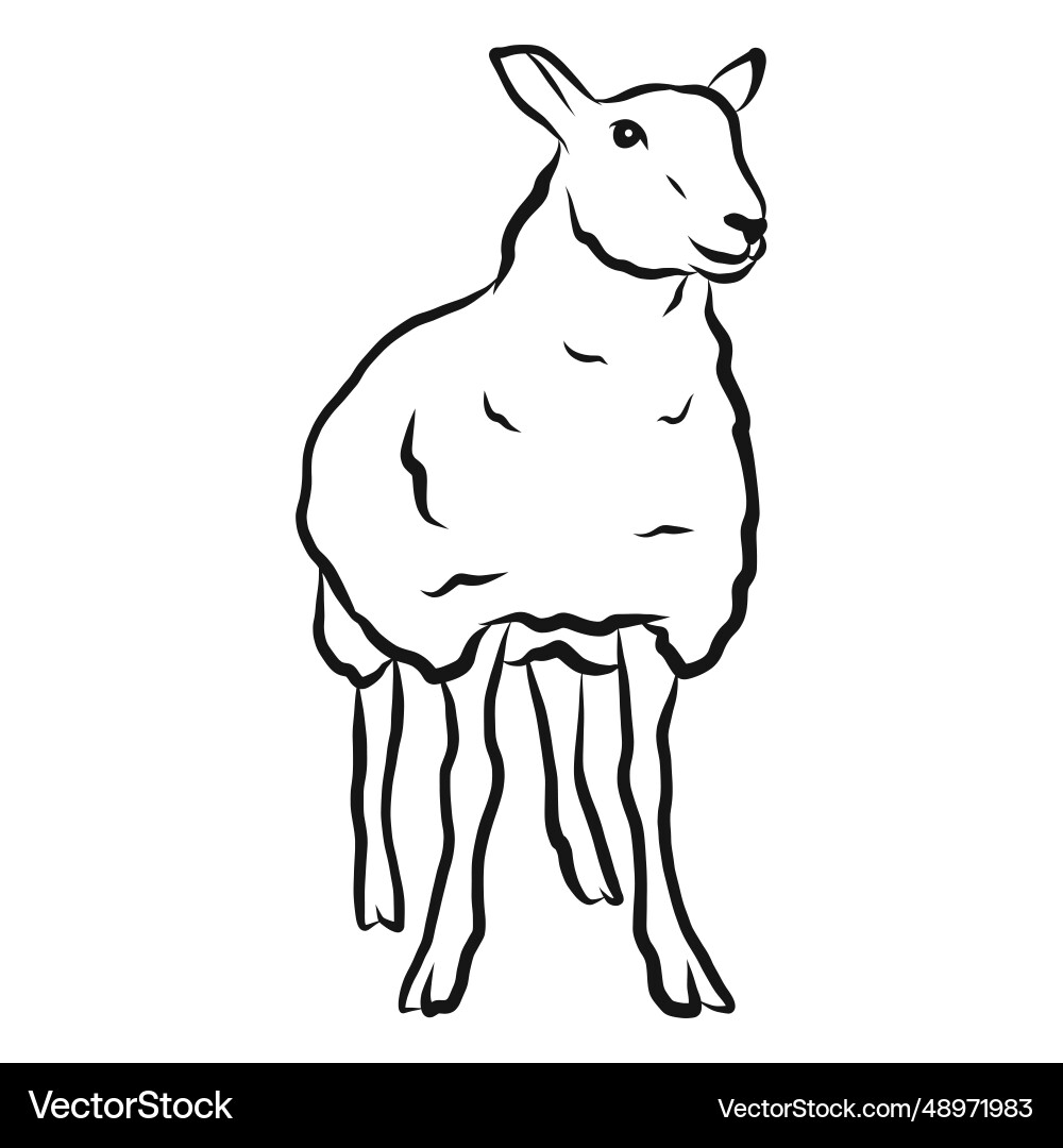 Sheep lamb wool hoof sketch Royalty Free Vector Image