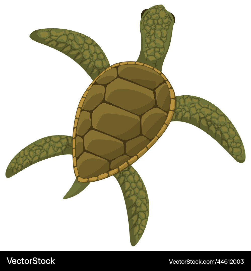 Sea turtle life cycle stage wild underwater Vector Image