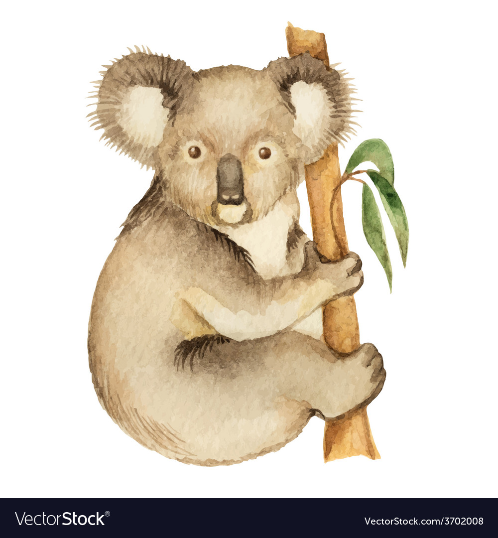 Koala watercolor Royalty Free Vector Image - VectorStock