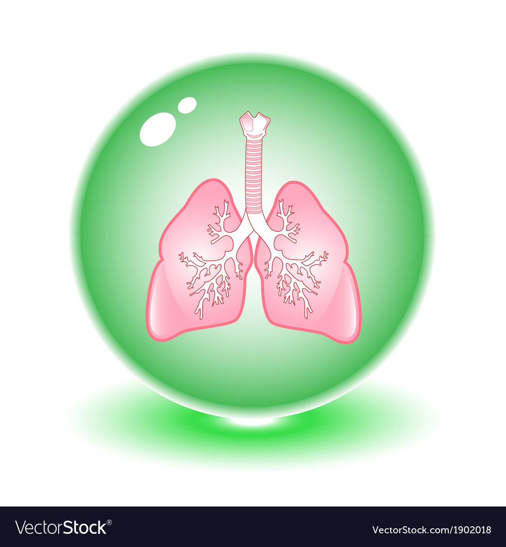 Lungs Royalty Free Vector Image - VectorStock