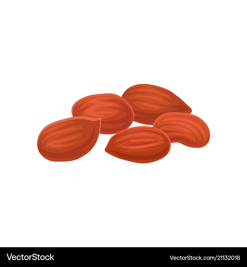 Pile of peeled peanuts culinary ingredient Vector Image