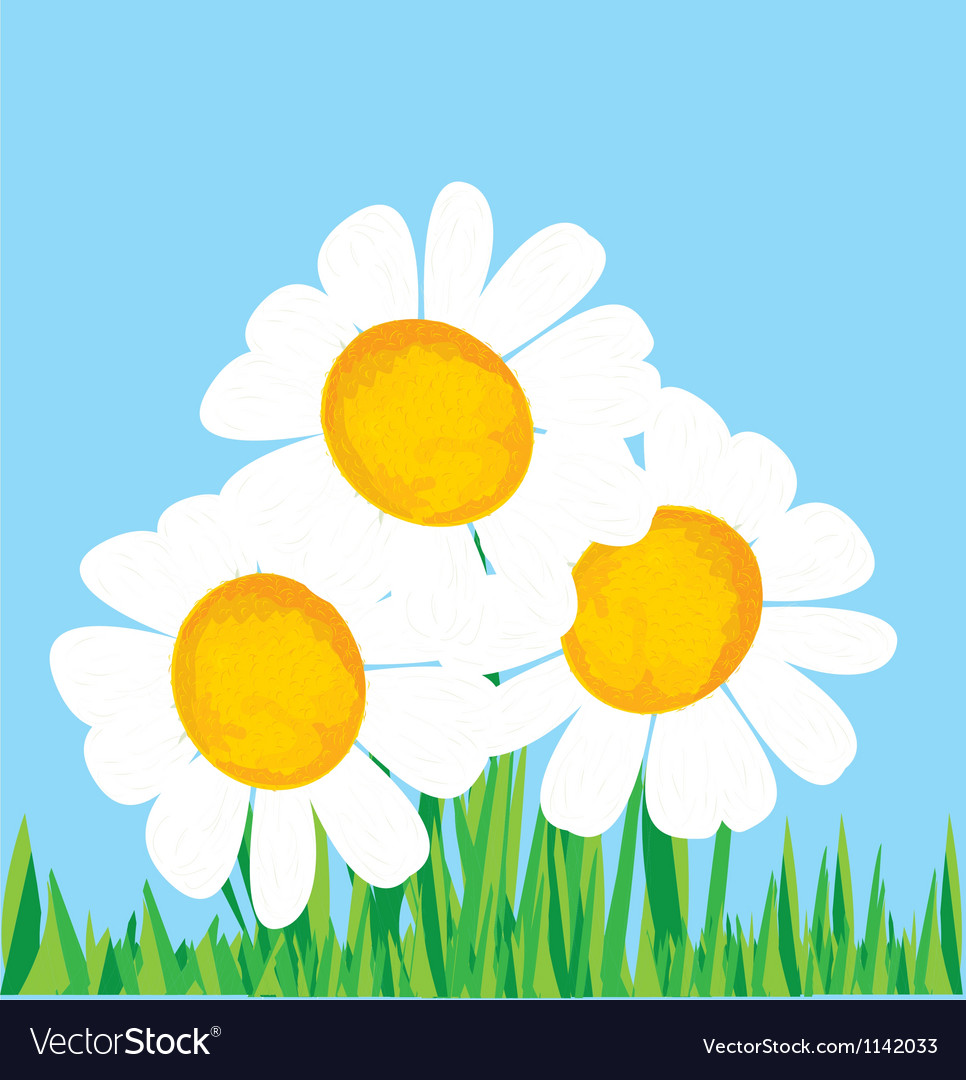 Daisy background Royalty Free Vector Image - VectorStock