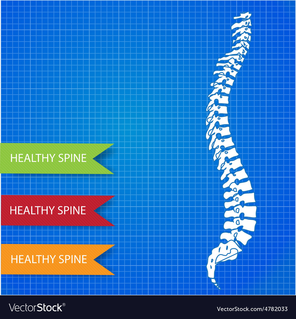 Spinal diagram Royalty Free Vector Image - VectorStock