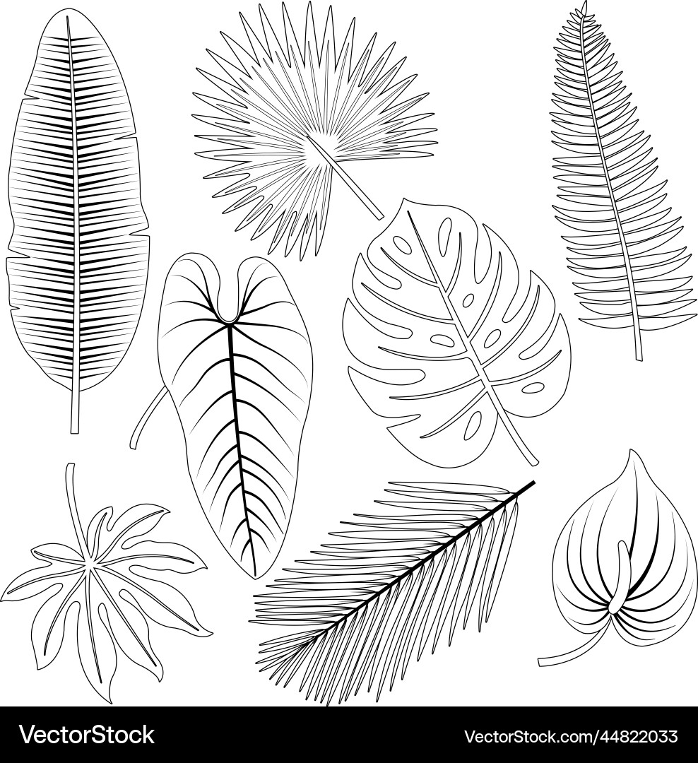 Tropical plant leaves collection Royalty Free Vector Image