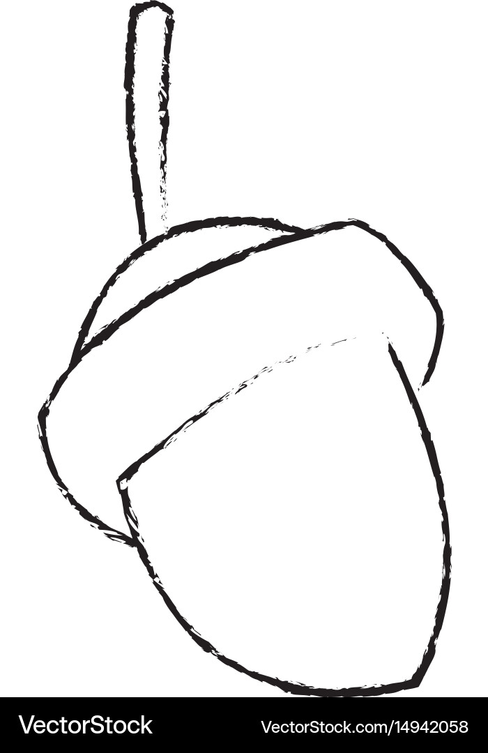 Acorns oak nut nature seed botanical Royalty Free Vector