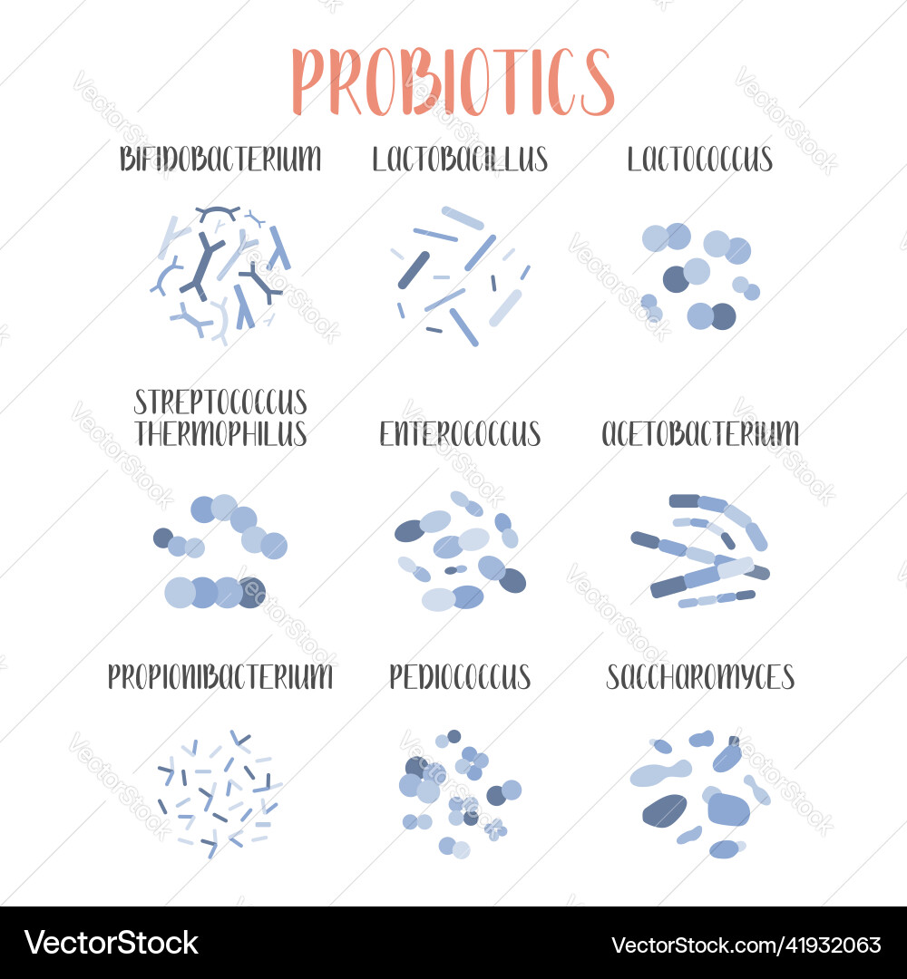 Probiotics lactic acid bacteria good bacteria Vector Image