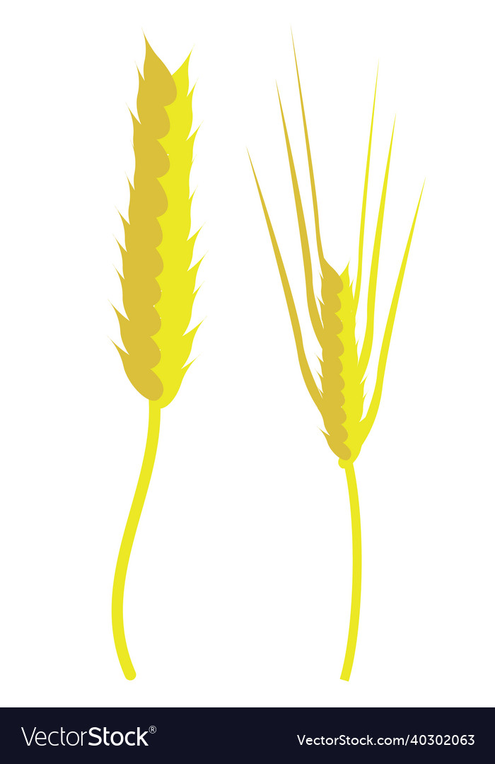 Wheat Royalty Free Vector Image - VectorStock