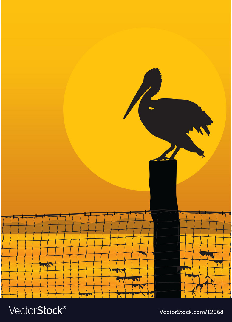 Pelican sunset Royalty Free Vector Image - VectorStock Pelican sunset Royalty Free Vector Image - VectorStock