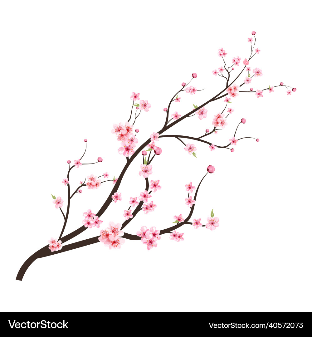 Japanese cherry blossom branch Royalty Free Vector Image