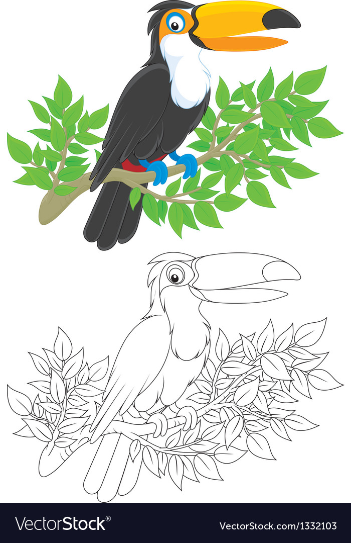 Toucan Royalty Free Vector Image - VectorStock
