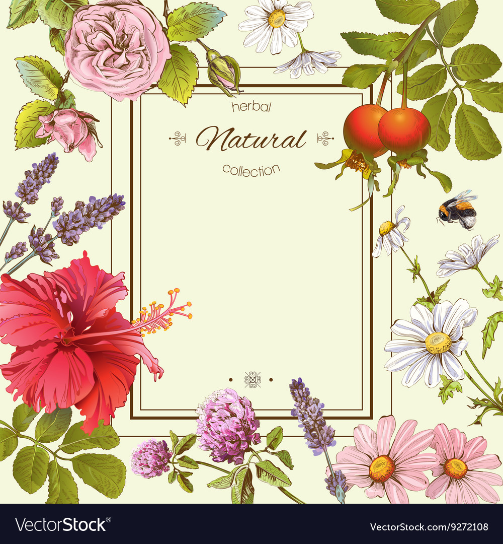 Natural flower frame Royalty Free Vector Image