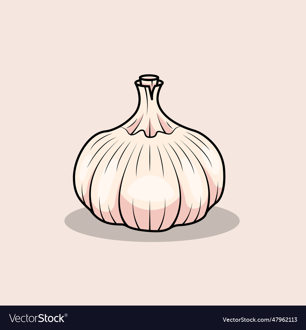 Garlic Royalty Free Vector Image - VectorStock