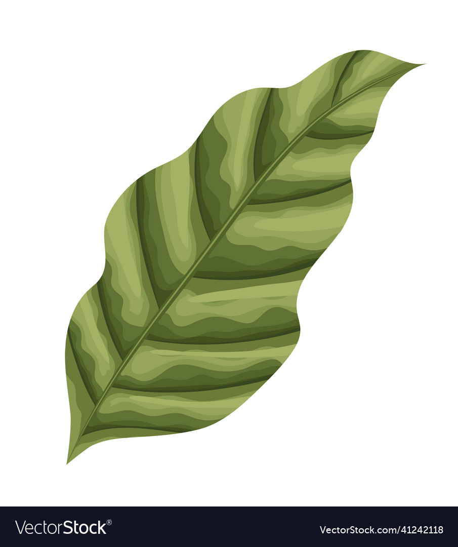 Green leaf design Royalty Free Vector Image - VectorStock