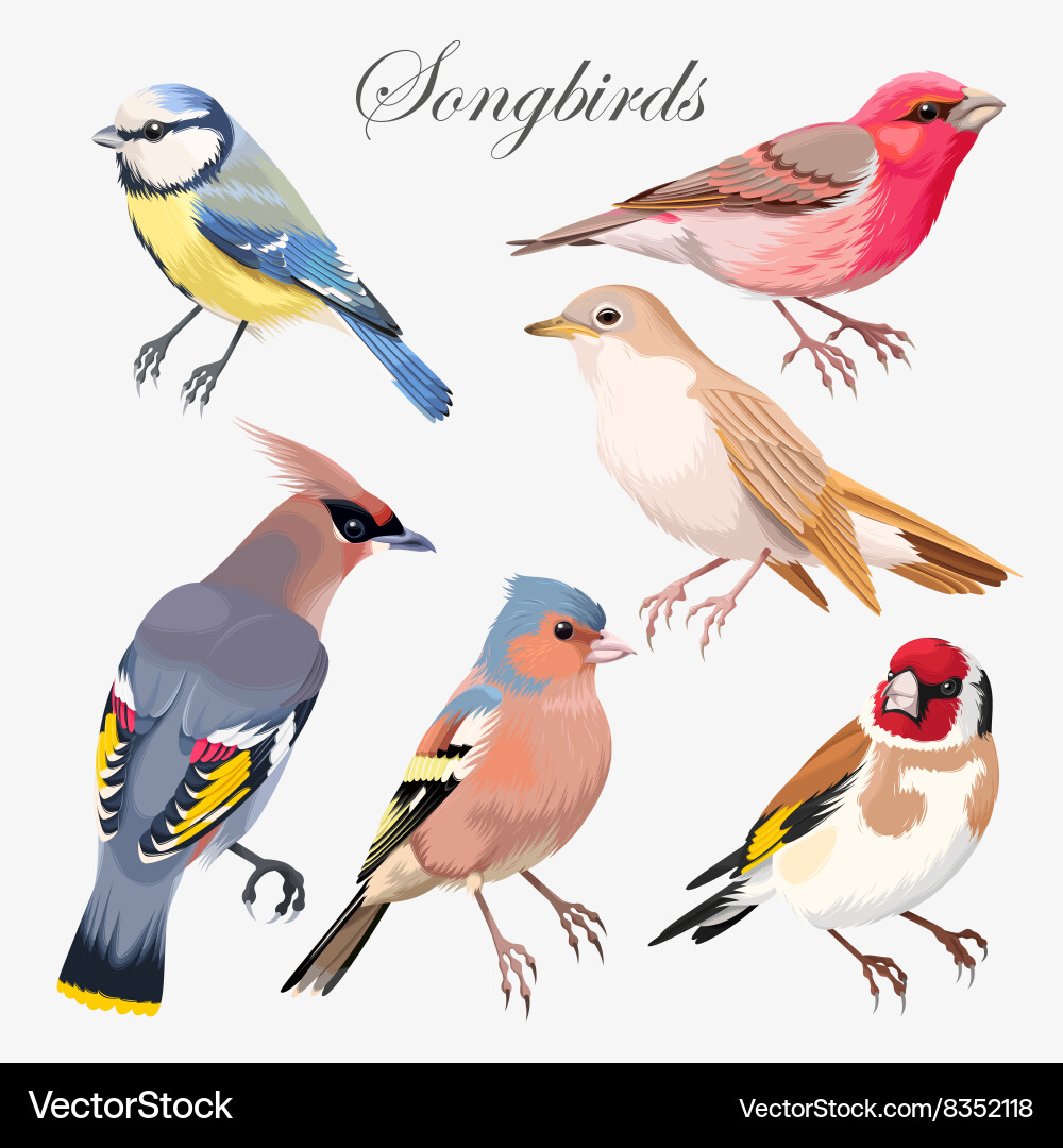 Set of songbirds Royalty Free Vector Image - VectorStock