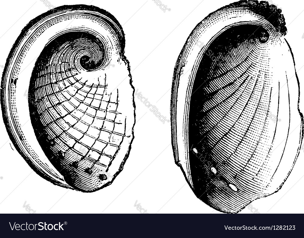 Abalone seashell Royalty Free Vector Image - VectorStock